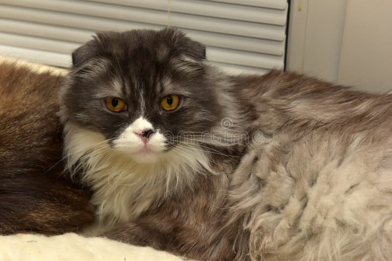 Gato De Orejas Ca3idas Con Los Ojos Azules Foto de archivo - Imagen de ...