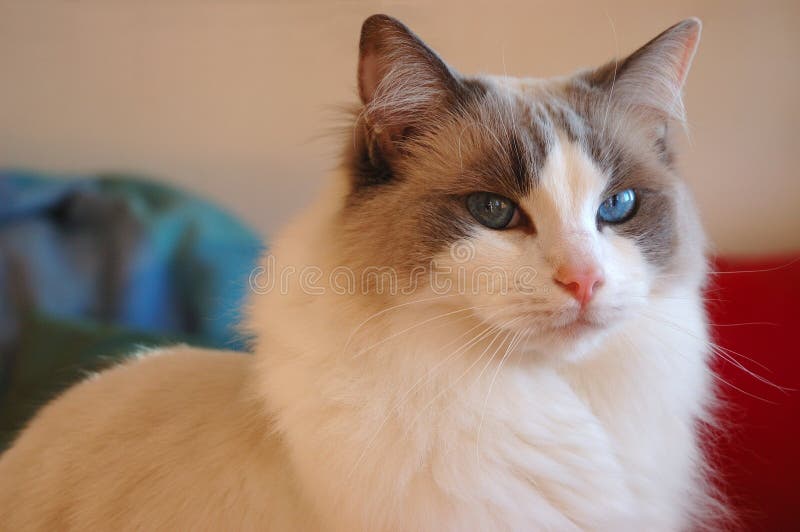 Gato Siamese, Blue-Point imagem de stock. Imagem de profundamente - 4074099