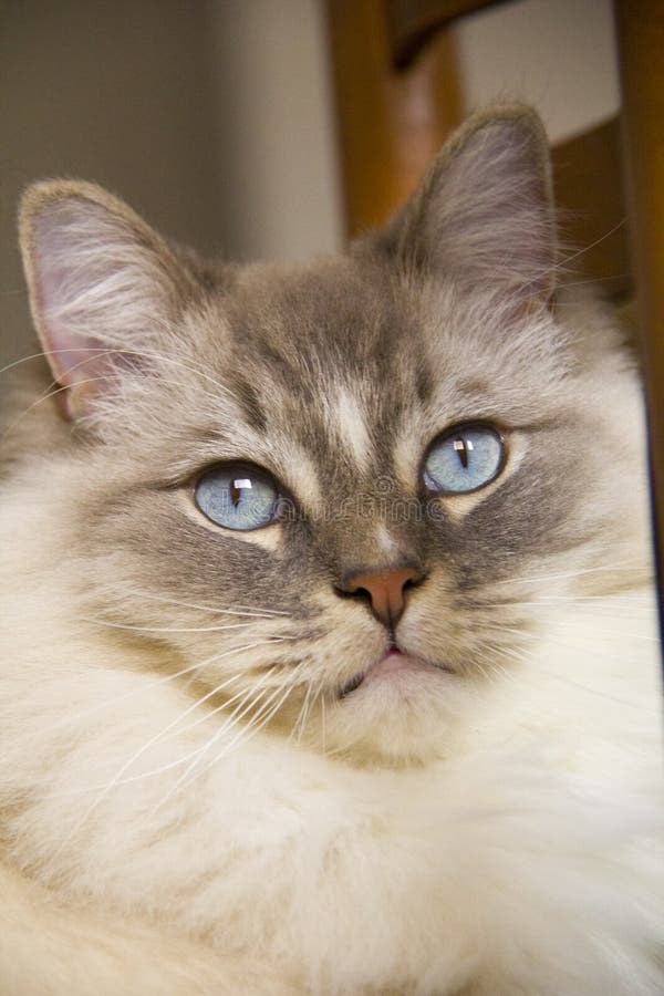 Gato De Ragdoll Con El Primer Del Ojo Azul Foto de archivo - Imagen de ...