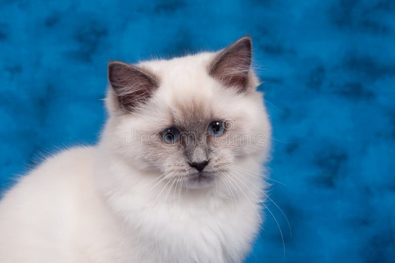 Gato de Ragdoll no azul foto de stock. Imagem de fundo - 12314792