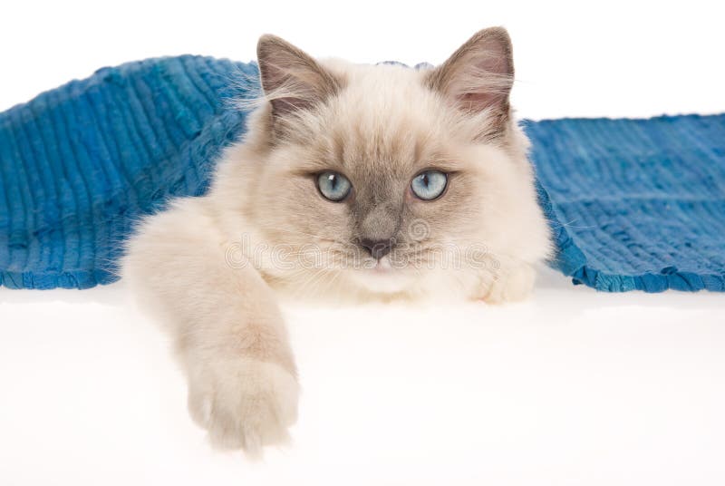 Gato Ragdoll Escondido Debaixo Do Tapete Azul Foto de Stock - Imagem de ...