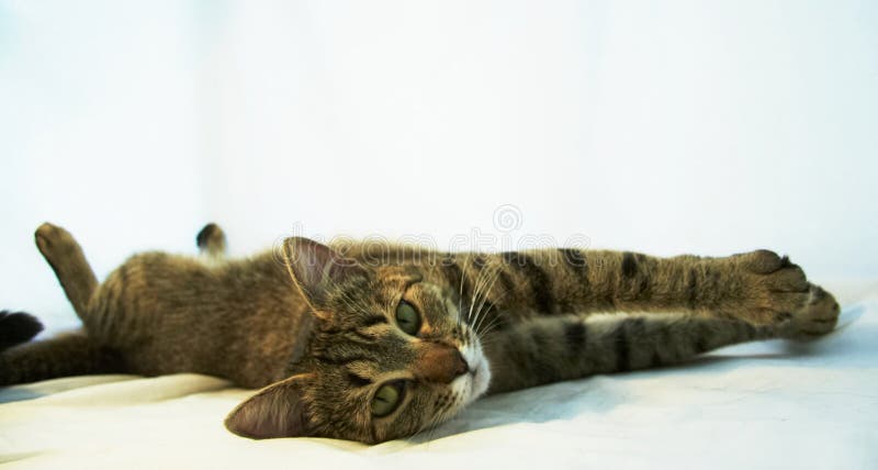 Gato de relaxamento foto de stock. Imagem de contente - 1120858