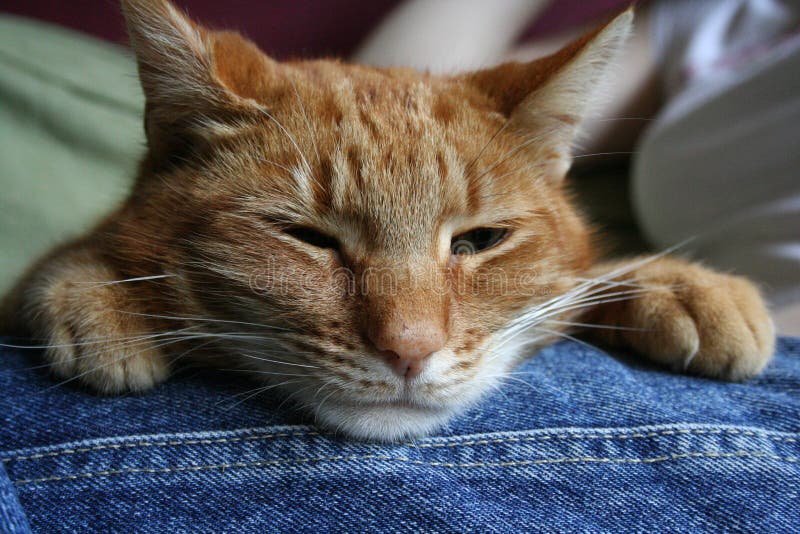 Gato de relaxamento imagem de stock. Imagem de pata, orelha - 2663789