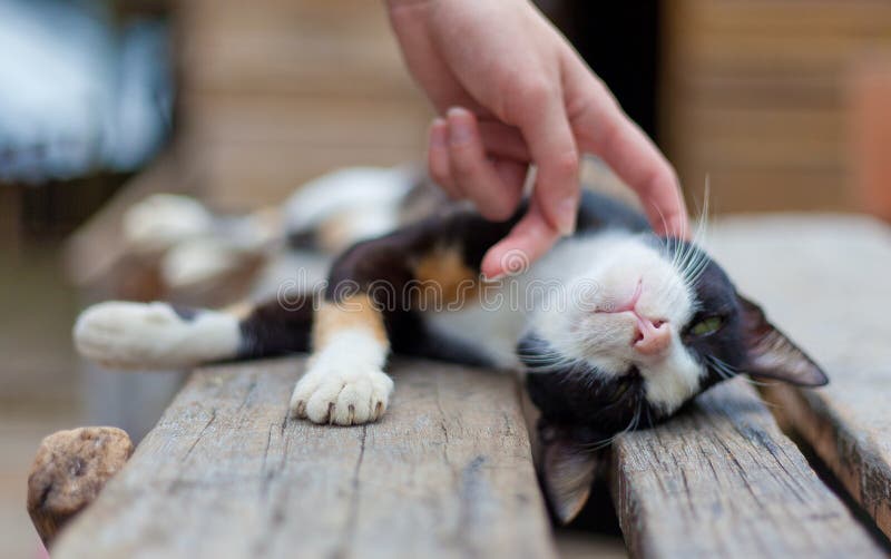 Gato de relaxamento da rua foto de stock. Imagem de exterior - 23281088