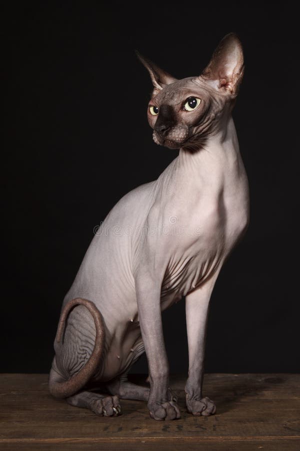 Gato Sphynx foto de stock. Imagem de careca, felino, fundo - 17411934