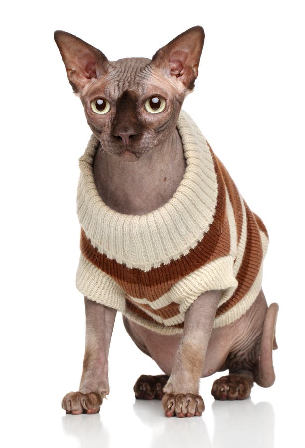 Gato Calvo De Sphynx Em Um Fundo Branco Foto de Stock - Imagem de calvo ...