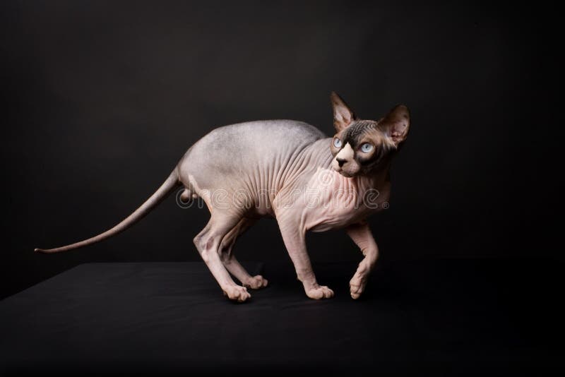 Gato De Sphynx. Gato Calvo. Gato Egipcio Imagen de archivo - Imagen de ...