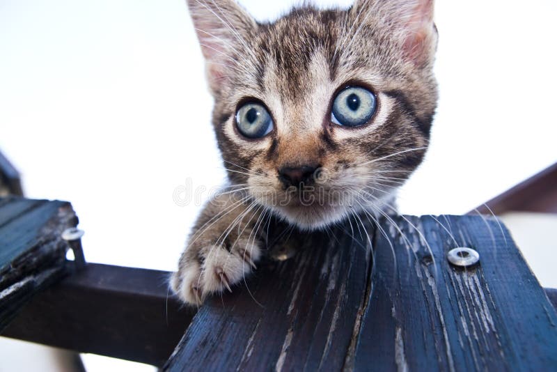 Gato de tabby tímido foto de archivo. Imagen de mascota - 11916606