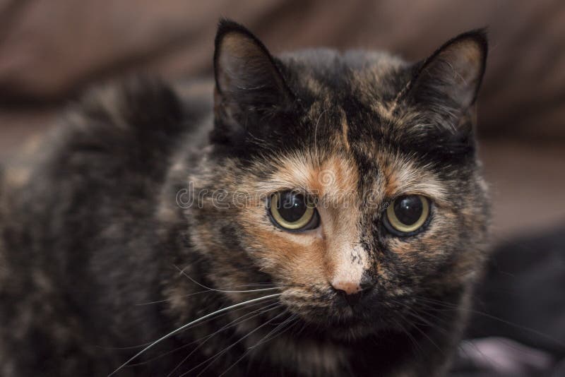 Gato de Torbi imagen de archivo. Imagen de deslumbrar - 79993921