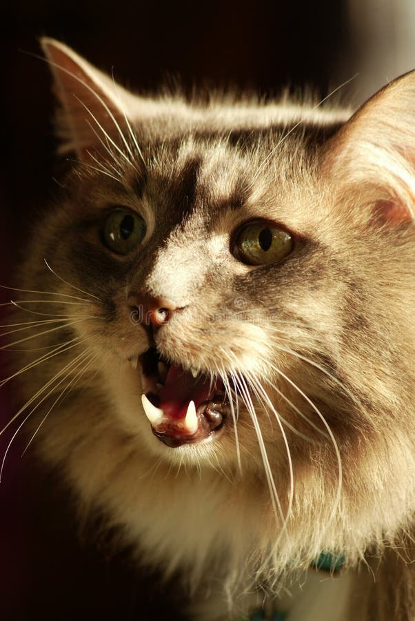 Gato Del Ataque Imagen. Imagen: 481249