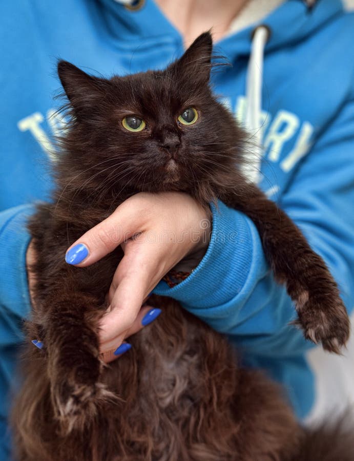Gato del chocolate de York imagen de archivo. Imagen de felino - 63488851
