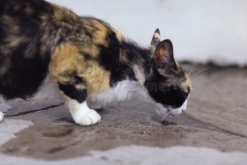 Gato Del Color De La Concha Foto de archivo - Imagen de divertido, gato ...
