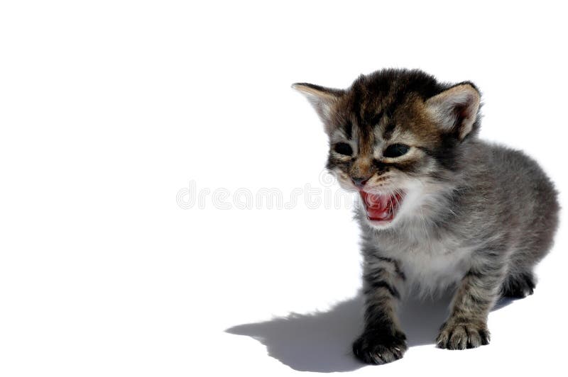 Gato del rugido foto de archivo. Imagen de felino, piel - 1870420