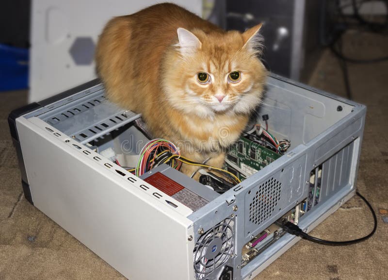 Gato dentro do computador foto de stock. Imagem de sistema - 50973408