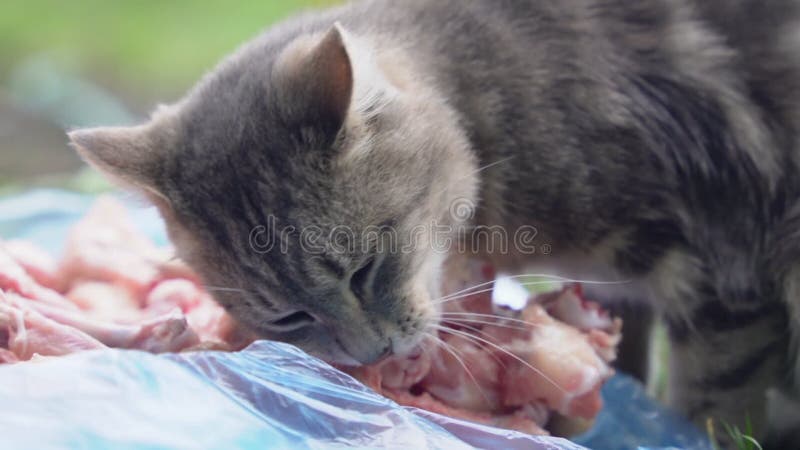 Gato Desidratado Com Fome Ossos De Frango Filme - Vídeo de fome ...