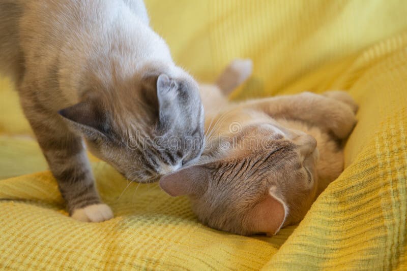 Gato Despertando Suavemente a Otro Para Jugar Imagen de archivo ...