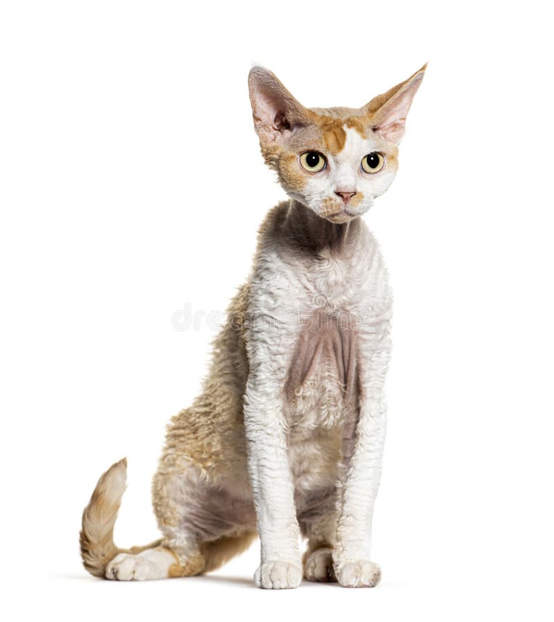 Gato Devon Rex, Sentado a Bicolor, Isolado Em Branco Foto de Stock ...