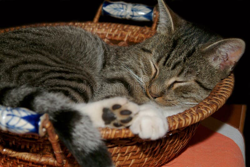 Gato do sono imagem de stock. Imagem de descanso, sonho - 1569689