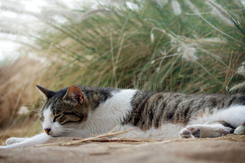 Gato do sono foto de stock. Imagem de dormir, atitude - 20009504