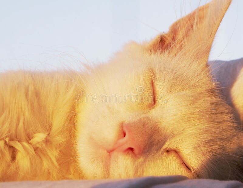 Gato do sono imagem de stock. Imagem de bonito, pele, gato - 2730473