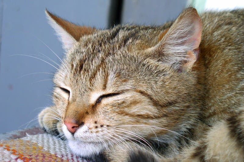 Gato do sono imagem de stock. Imagem de olho, animal, sono - 2851037