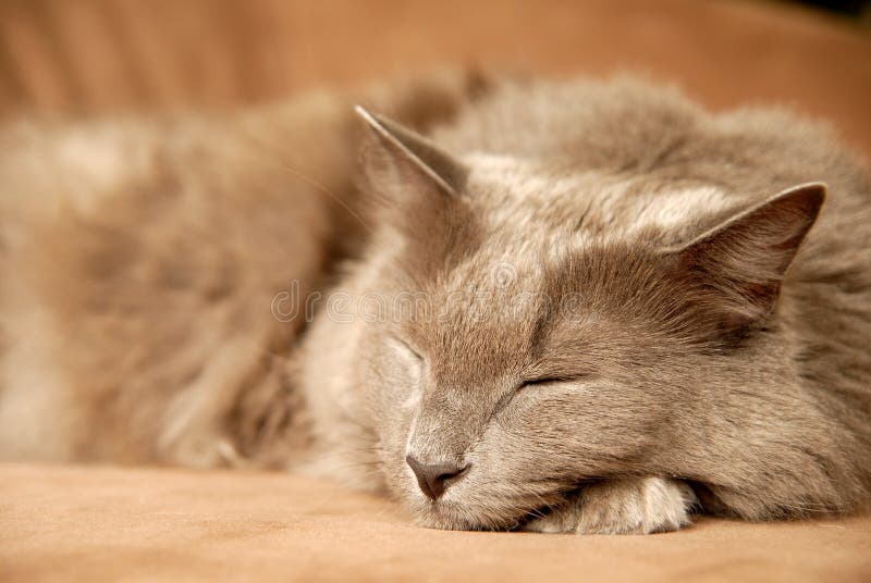 Gato do sono foto de stock. Imagem de casulo, pele, pets - 2872038