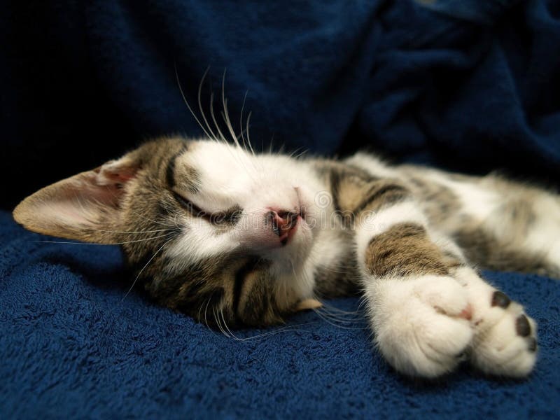 Gato Do Sono Imagem. Imagem: 2926566