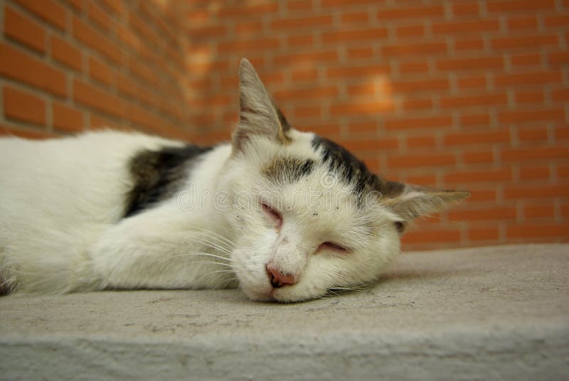 Gato do sono foto de stock. Imagem de canto, vermelho - 3279350