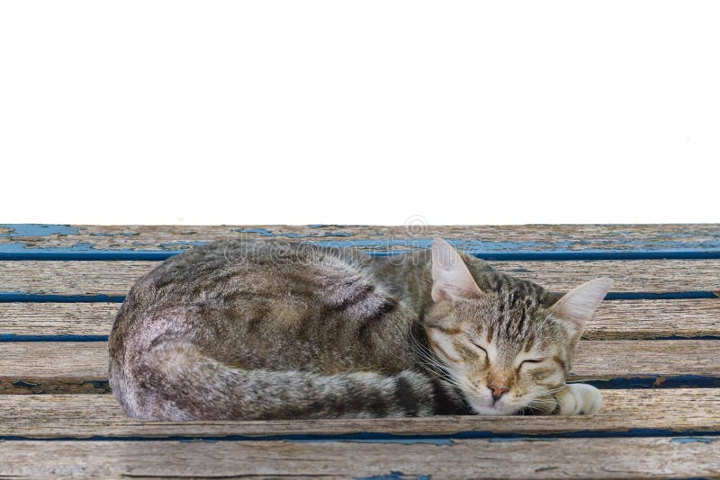 Gato do sono foto de stock. Imagem de gatinho, tabuleiro - 39875208