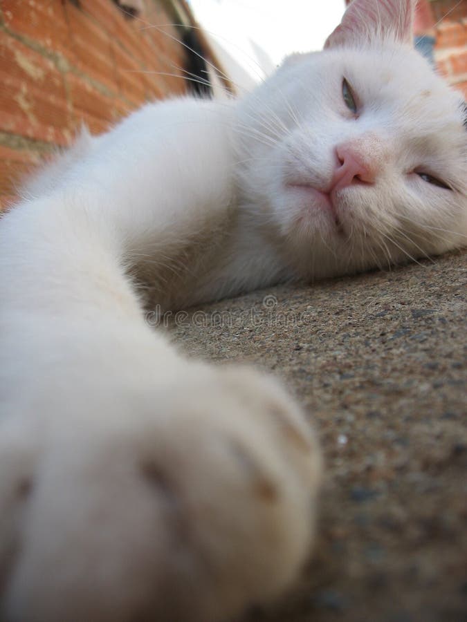 Gato do sono foto de stock. Imagem de cama, maca, descida - 58305164
