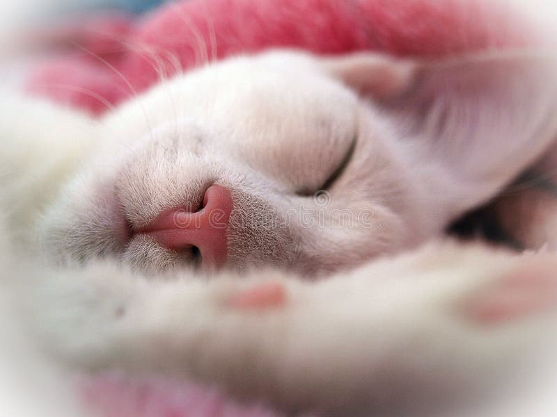 Gato do sono foto de stock. Imagem de vermelho, branco - 58976358