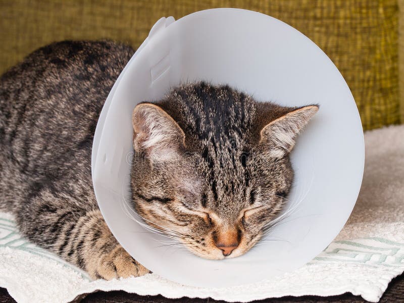 Gato Do Sono Com Um Colar Isabelino Imagem de Stock - Imagem de pele ...