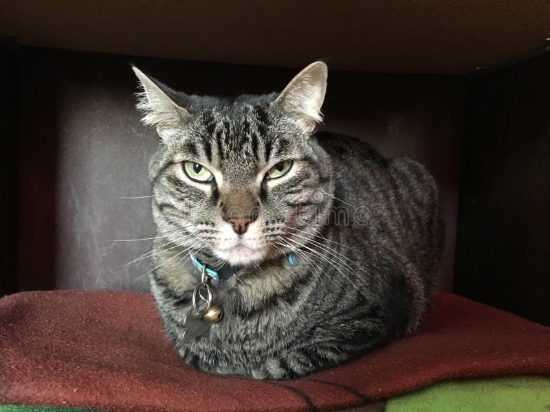 Gato, Dragon Li, Tabby Cat, Sui?as Foto de Stock - Imagem de gato ...