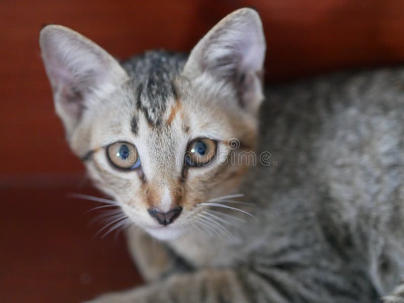 Gato foto de archivo. Imagen de confuso, duda, gato - 139872844