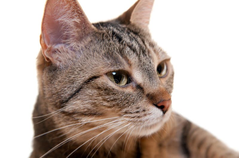 Gato dulce foto de archivo. Imagen de pelo, amigo, limpio - 22447796