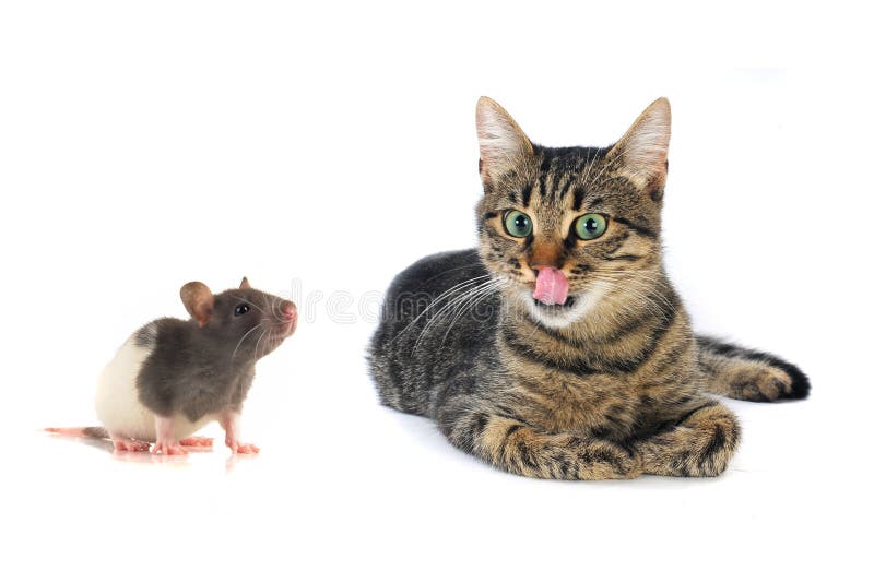 Gato e rato imagem de stock. Imagem de rato, isolado - 28825029