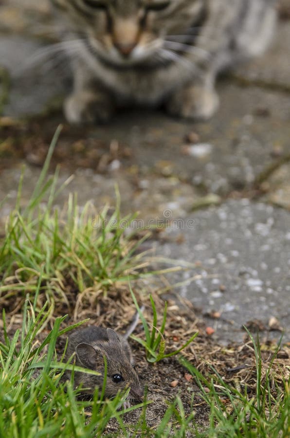 Gato que desengaça um rato imagem de stock. Imagem de focalizado - 79368145