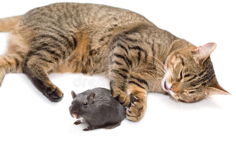 Gato e rato foto de stock. Imagem de interessado, gatinho - 7392644