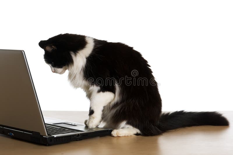 14,844 Fotos de Stock de Gato No Computador - Fotos de Stock Gratuitas ...