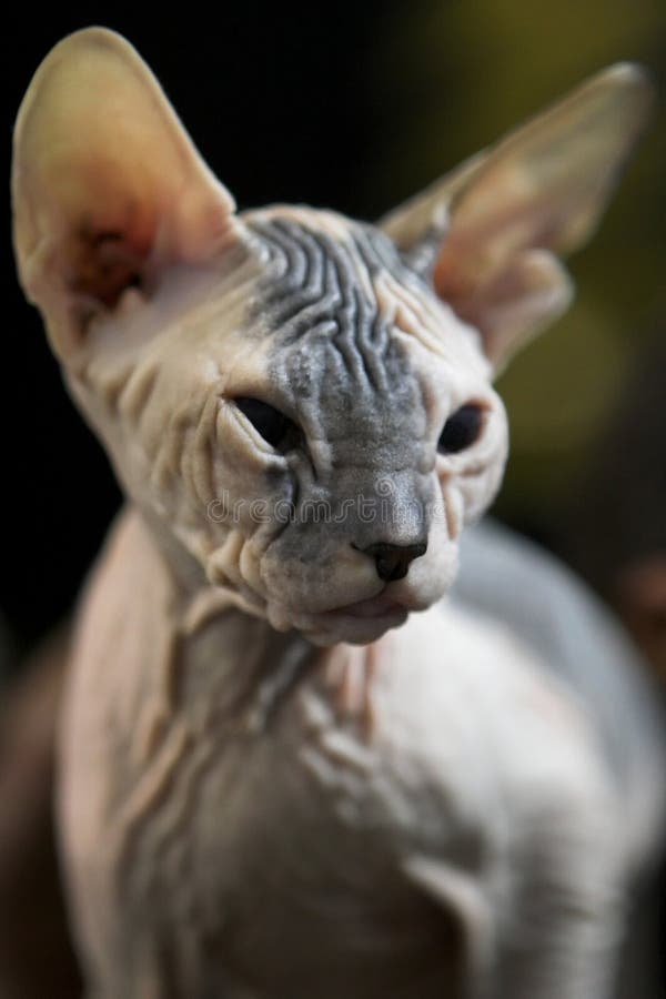 Gato Calvo De Sphynx Que Prepara Contra O Fundo Branco Foto de Stock ...