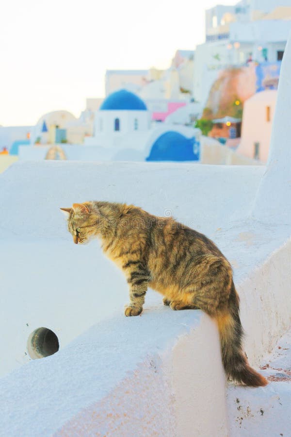 Gato Em Uma Ilha Grega Santorini Foto de Stock - Imagem de canto ...