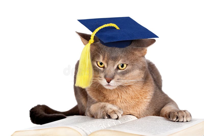 529 Gato Graduado De La Graduación Fotos de stock - Fotos libres de ...