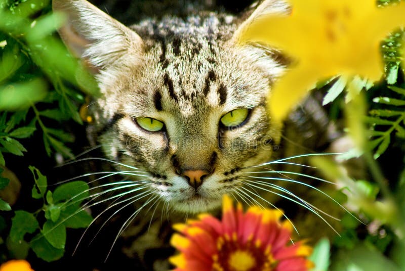 Gato en flores imagen de archivo. Imagen de parque, doméstico - 47284055