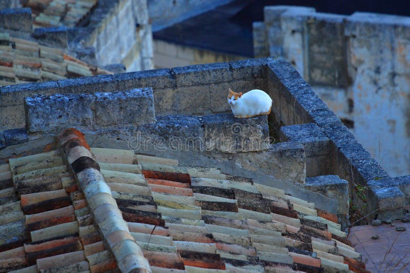Gato en la azotea imagen de archivo. Imagen de animal - 130534857