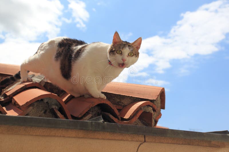 Gato en la azotea foto de archivo. Imagen de doméstico - 84664272