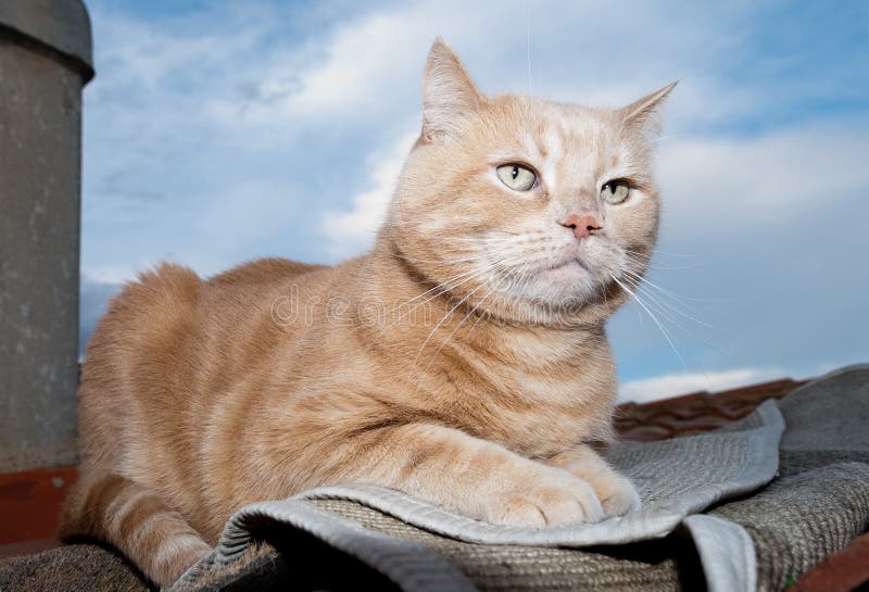 Gato en la azotea imagen de archivo. Imagen de mascota - 58952287