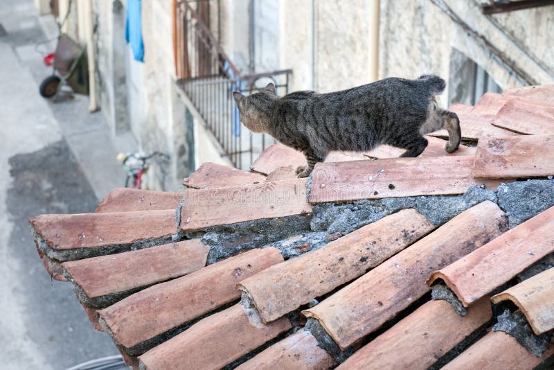 Gato en la azotea imagen de archivo. Imagen de standing - 67160179