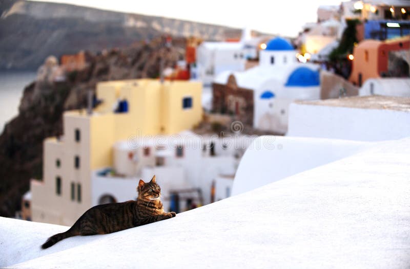 Gato De La Calle En Santorini Grecia Foto de archivo - Imagen de pets ...