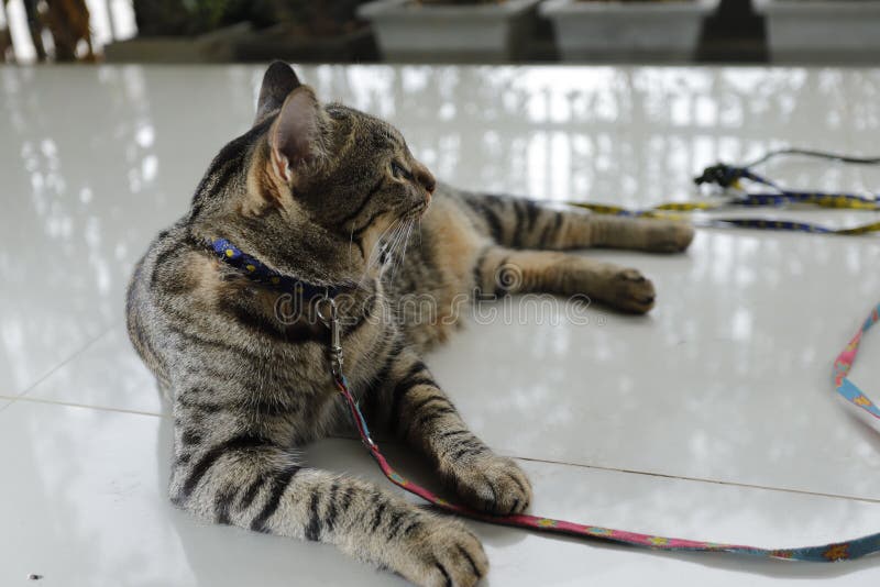 Gato En Tabby Sentado En Casa Foto de archivo - Imagen de pata, fondo ...