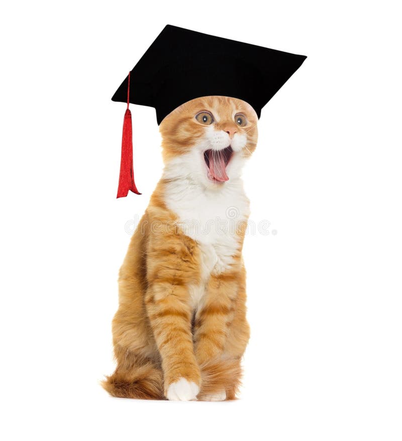 529 Gato Graduado De La Graduación Fotos de stock - Fotos libres de ...